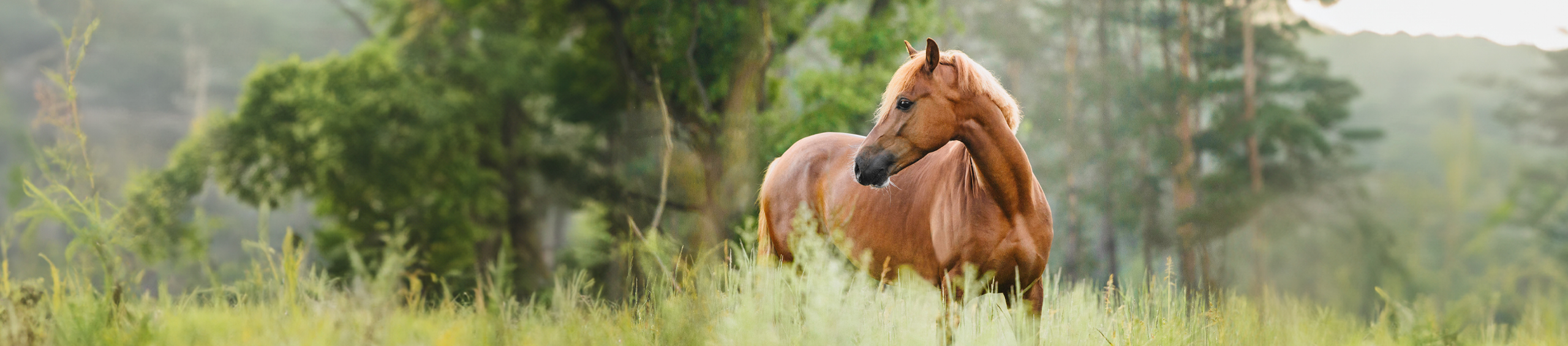 Pferd